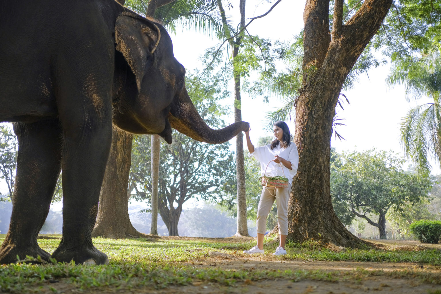 Elephant Educational Tour at Borobudur Temple - PT Taman Wisata Candi